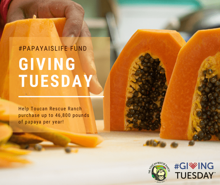 Hello, #GivingTuesday! - Toucan Rescue Ranch