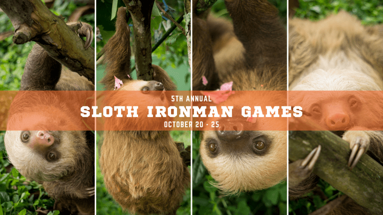 The 5th Annual Sloth Ironman Games! - Toucan Rescue Ranch