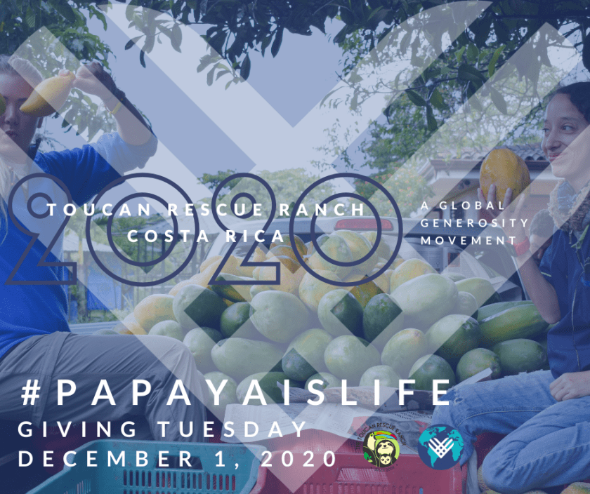 Celebrate with Toucan Rescue Ranch for Giving Tuesday! - Toucan Rescue ...