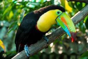 Wildlife Catalog: Keel Billed Toucan - Toucan Rescue Ranch