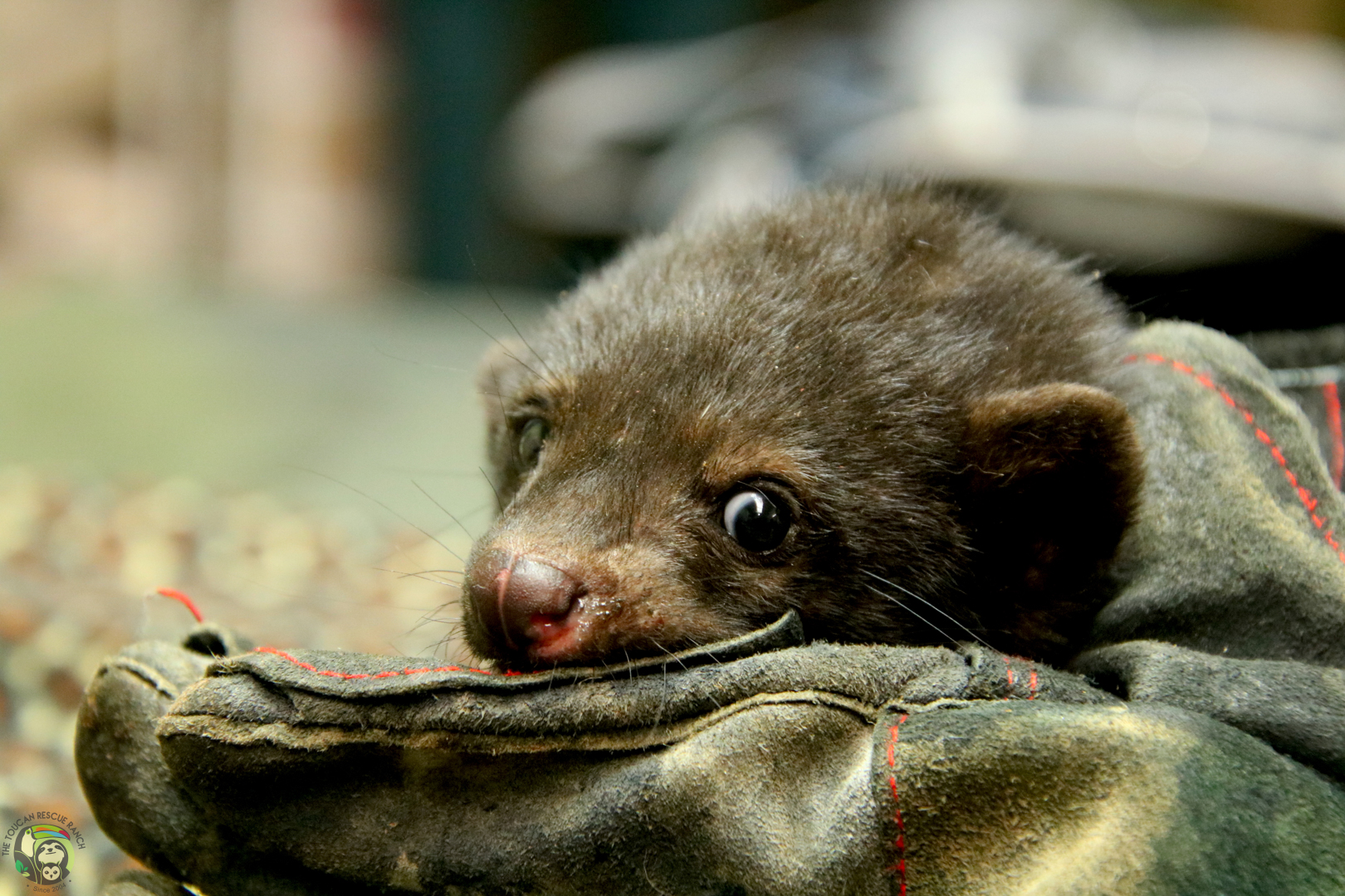 Wildlife Catalog: Tayra - Toucan Rescue Ranch