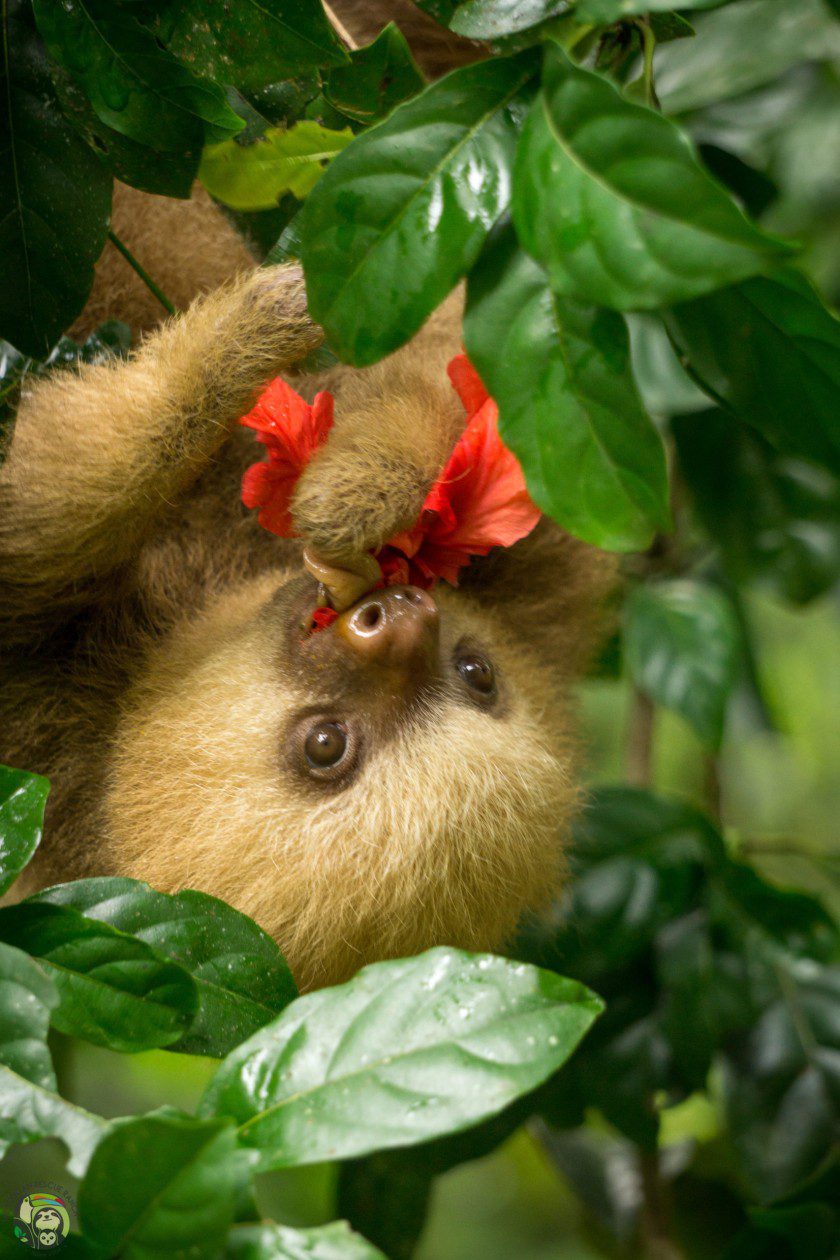 The Sloth becomes a National Symbol of Costa Rica - Toucan Rescue Ranch