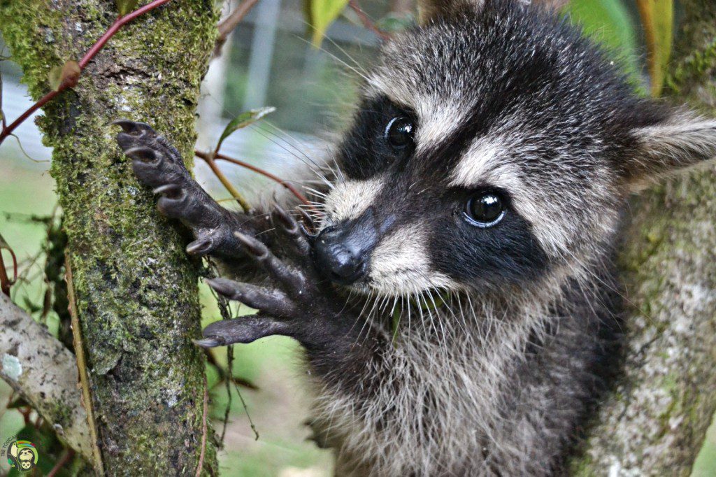 Poor Baby Trash Panda Found with No Mama In Sight - Toucan Rescue Ranch