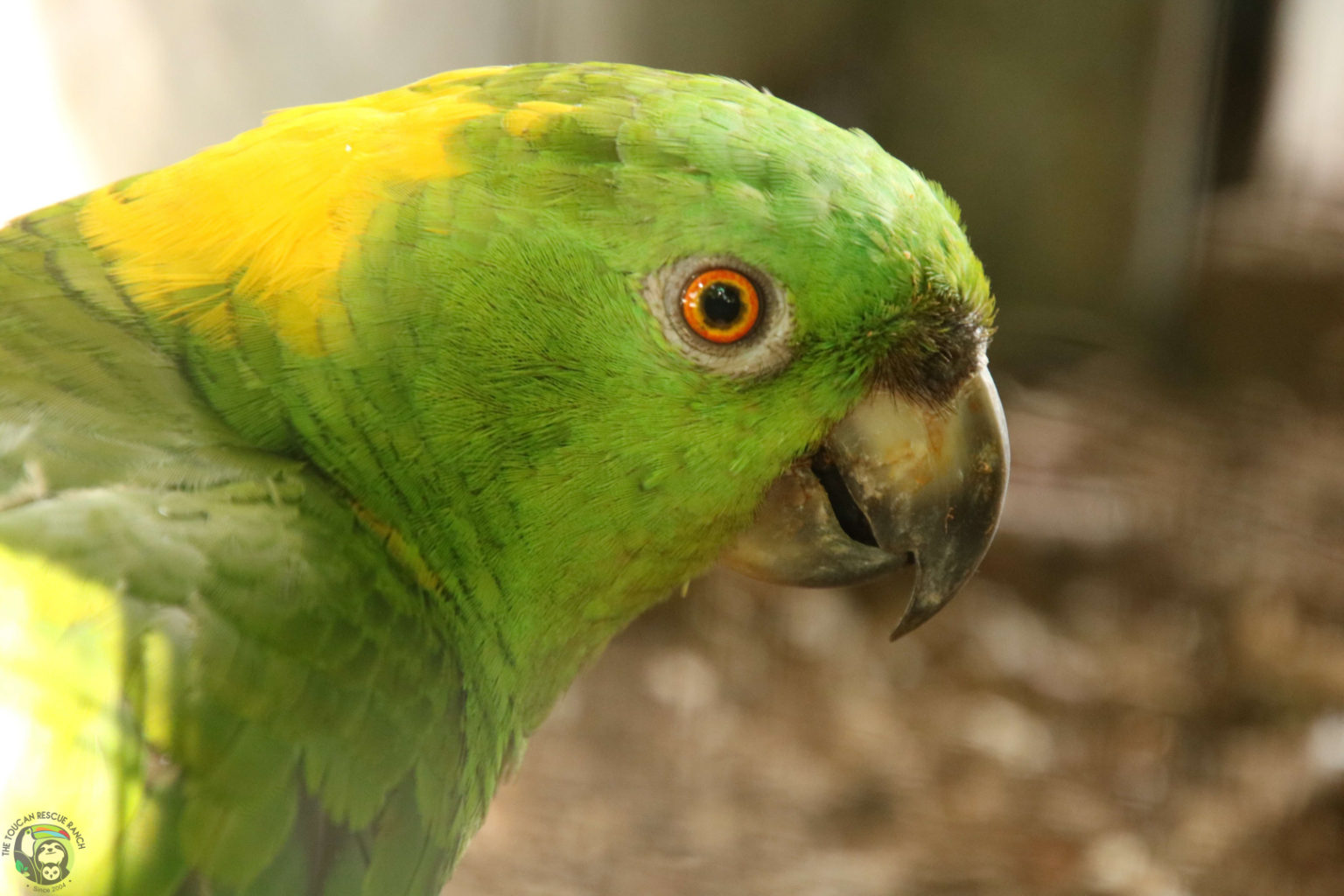 Wildlife Catalog: Yellow-Naped Parrot - Toucan Rescue Ranch