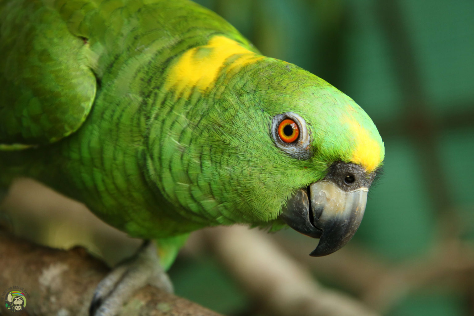 Wildlife Catalog: Yellow-Naped Parrot - Toucan Rescue Ranch