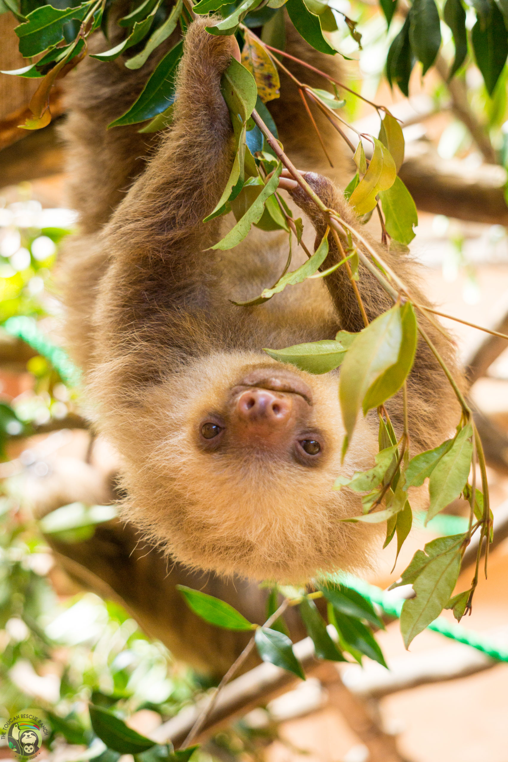 Be Thankful to your friend the Sloth for International Sloth Day ...