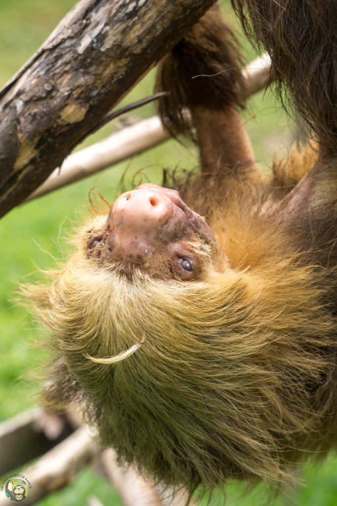Hester Shaw: One Sloth’s Impact on the Community - Toucan Rescue Ranch