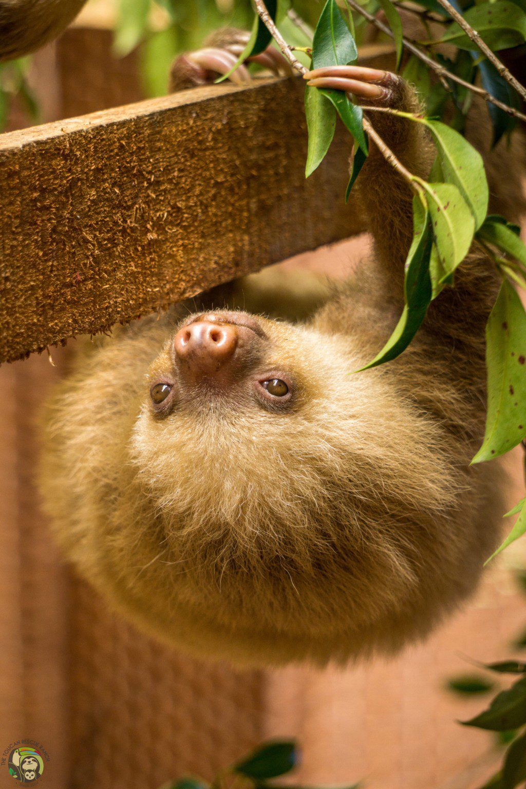 “I Want To Hold A Sloth”: Why You Should Never, Ever, Touch Sloths ...