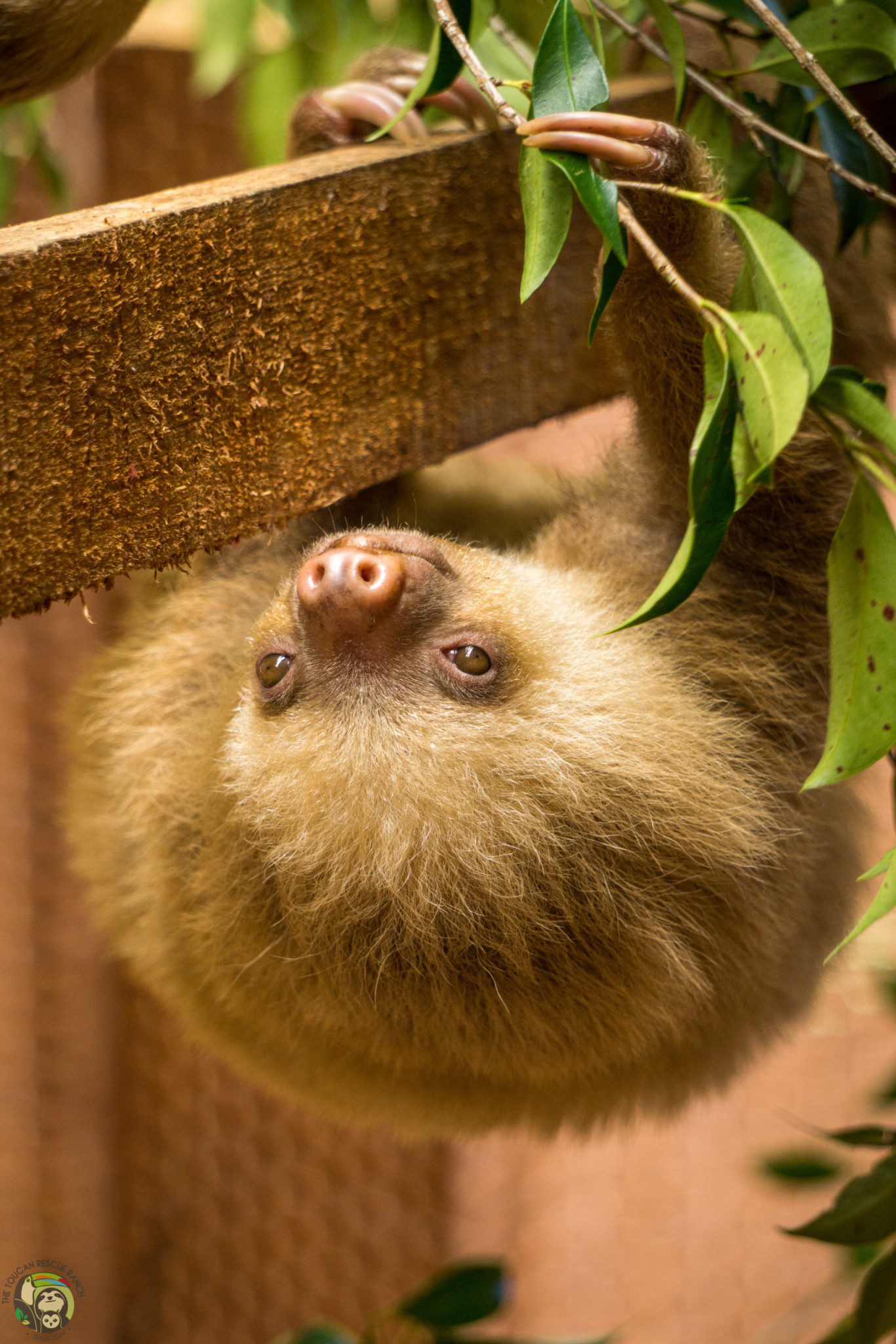 “I Want To Hold A Sloth”: Why You Should Never, Ever, Touch Sloths ...