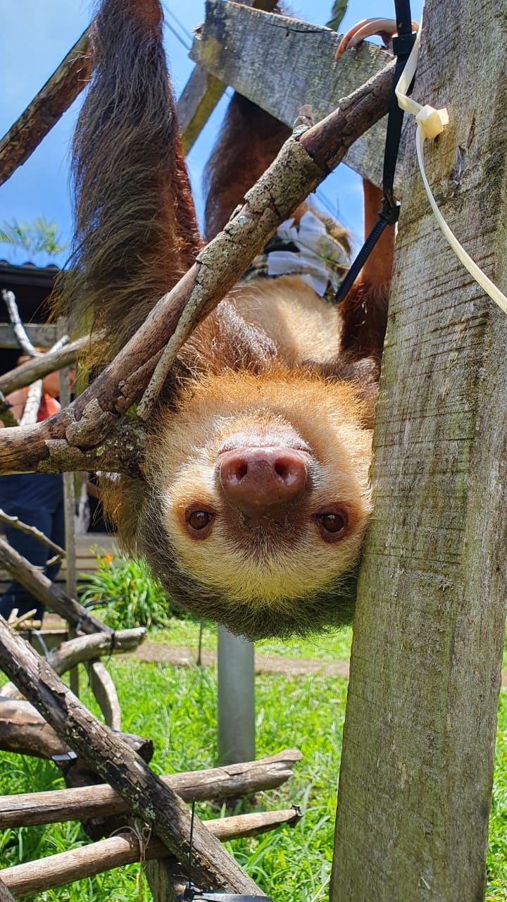 Found Covered In Festering, Necrotic Wounds – Two-Toed Sloth Rushed ...