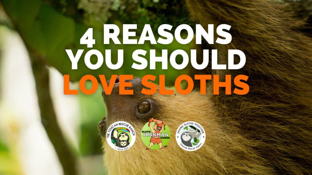 4 Reasons You Should Love Sloths - Toucan Rescue Ranch