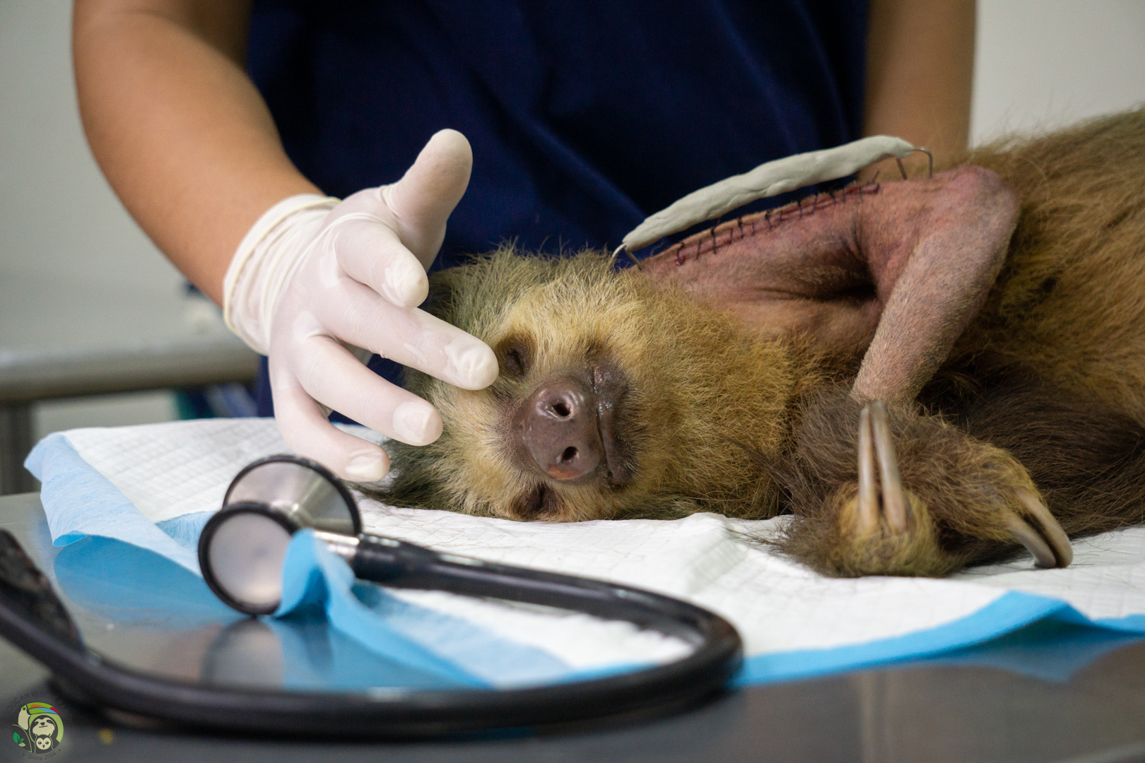 Giving Tuesday is the perfect day to show your support for Toucan ...