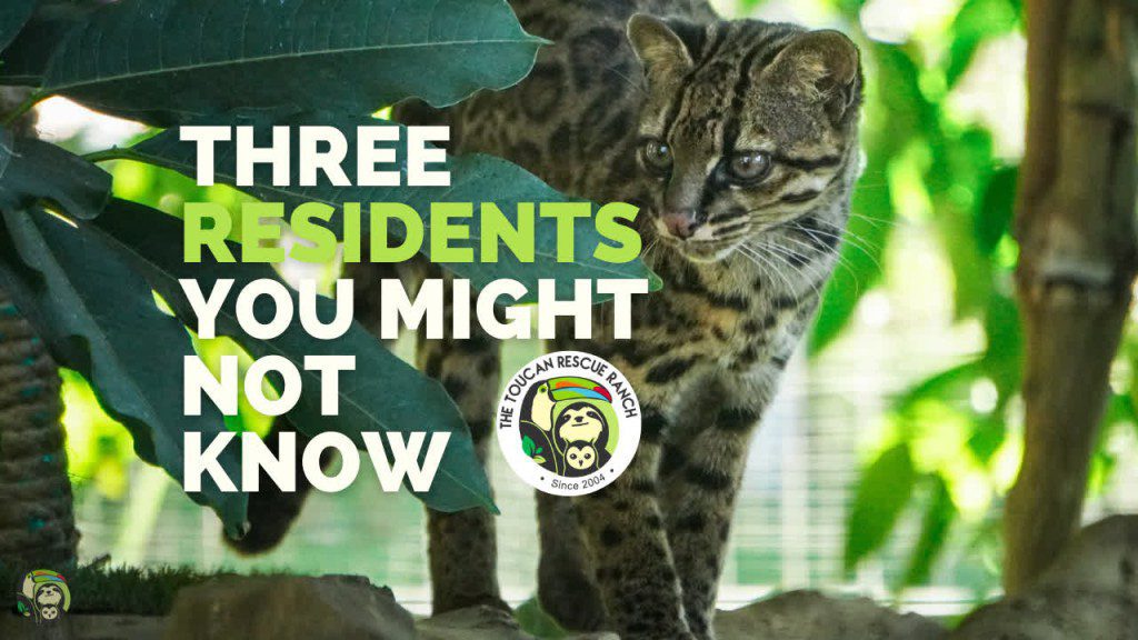 Three Permanent Residents You Might Not Know at Toucan Rescue Ranch ...