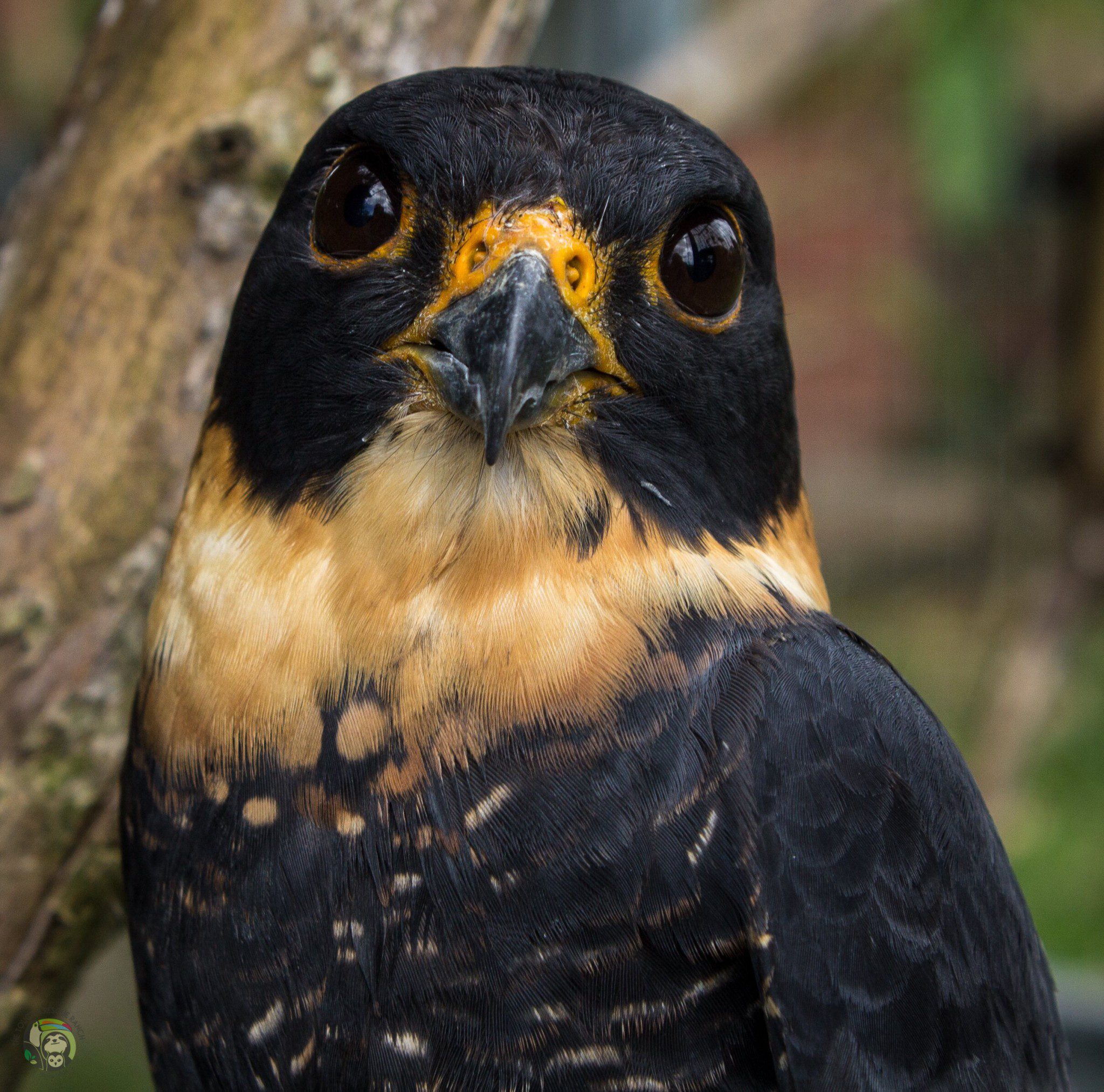 Three Permanent Residents You Might Not Know at Toucan Rescue Ranch ...