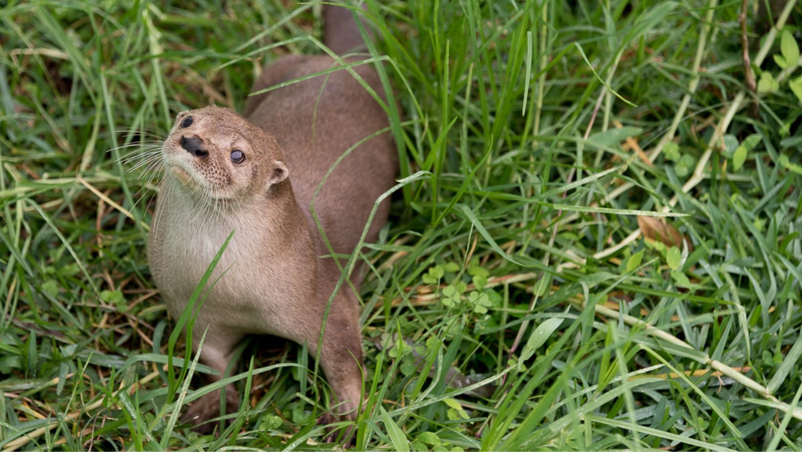 5 Irresistible Reasons to Visit Toucan Rescue Ranch This Month ...