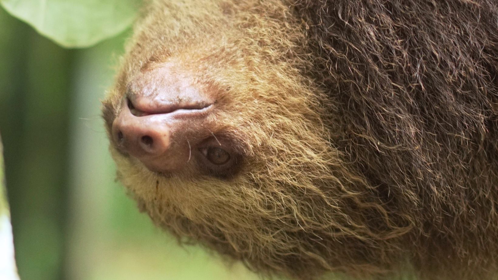 5 Irresistible Reasons to Visit Toucan Rescue Ranch This Month ...