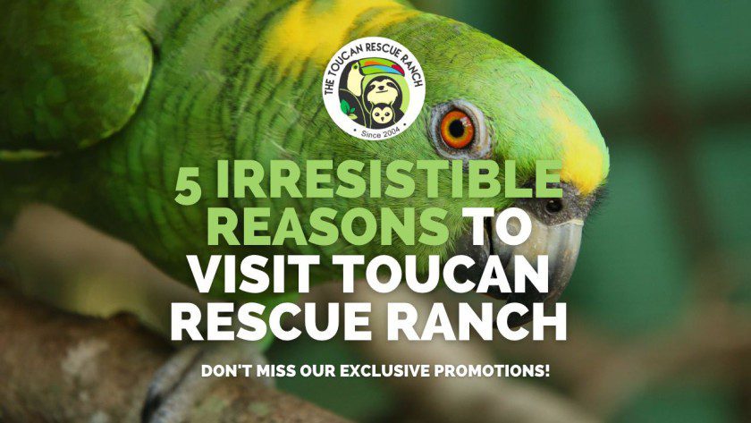 5 Irresistible Reasons to Visit Toucan Rescue Ranch This Month ...