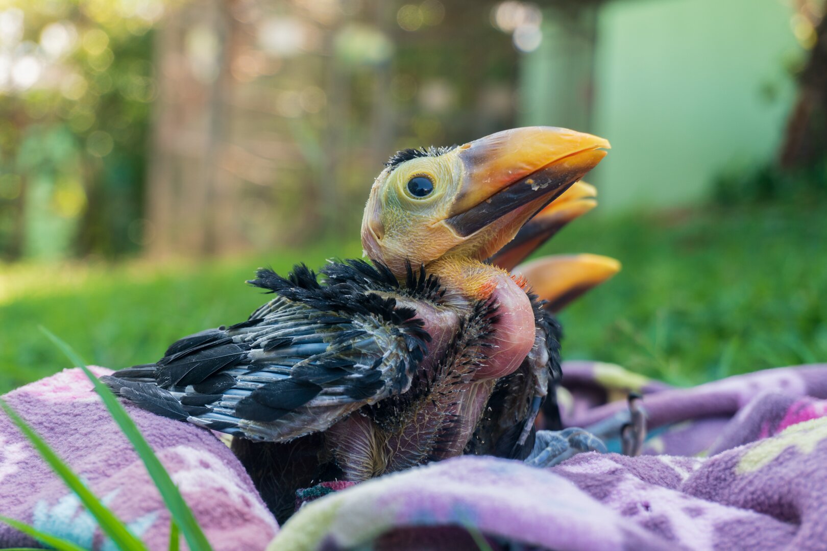 Meet the Nursery at Toucan Rescue Ranch! - Toucan Rescue Ranch