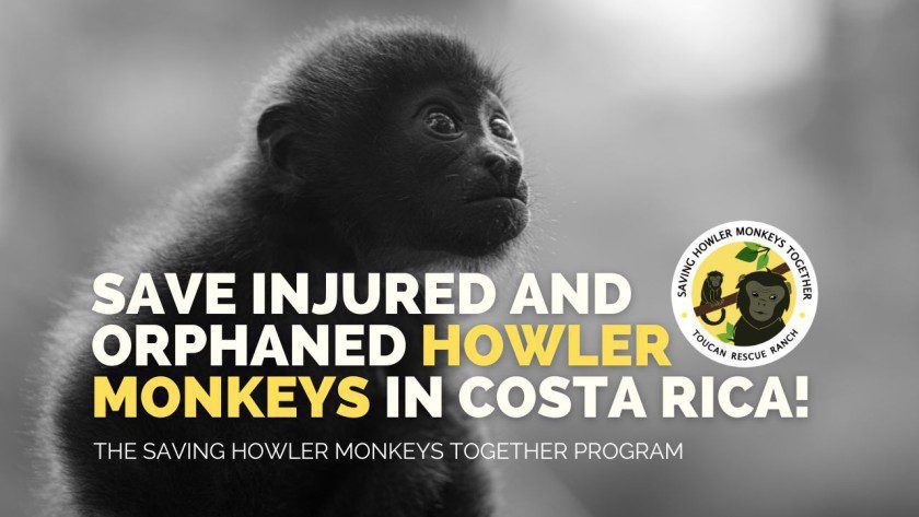 Launching Saving Howler Monkeys Together: A Campaign to Save Injured ...