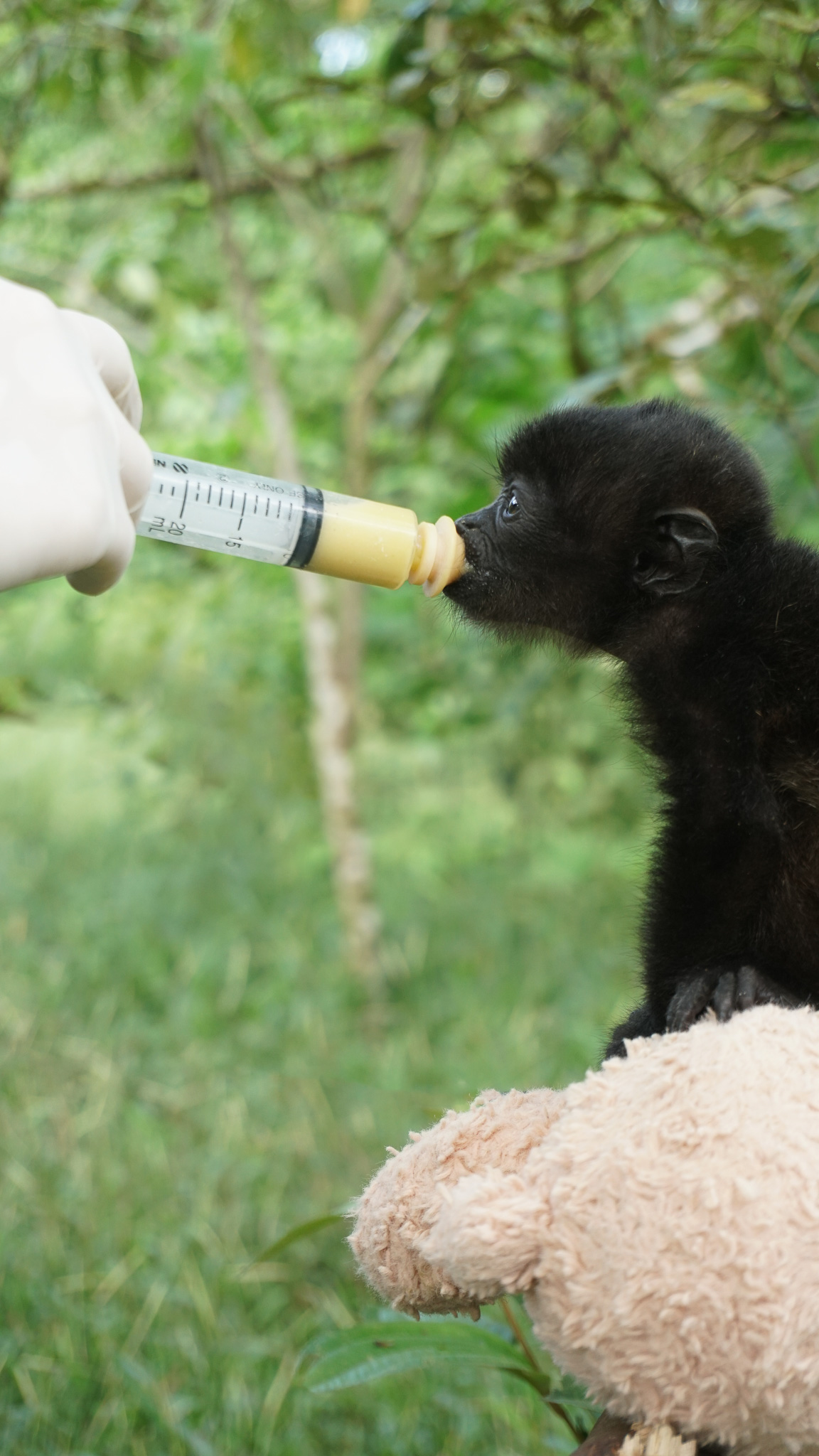 Launching Saving Howler Monkeys Together: A Campaign to Save Injured ...