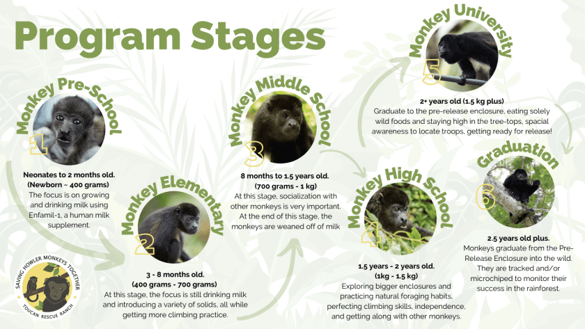 Launching Saving Howler Monkeys Together: A Campaign to Save Injured ...