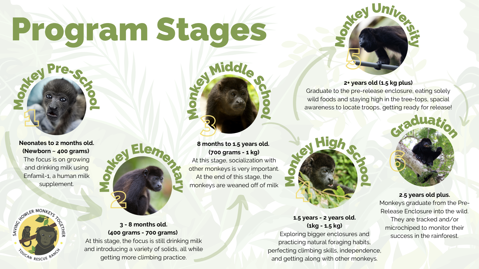 Launching Saving Howler Monkeys Together: A Campaign to Save Injured ...