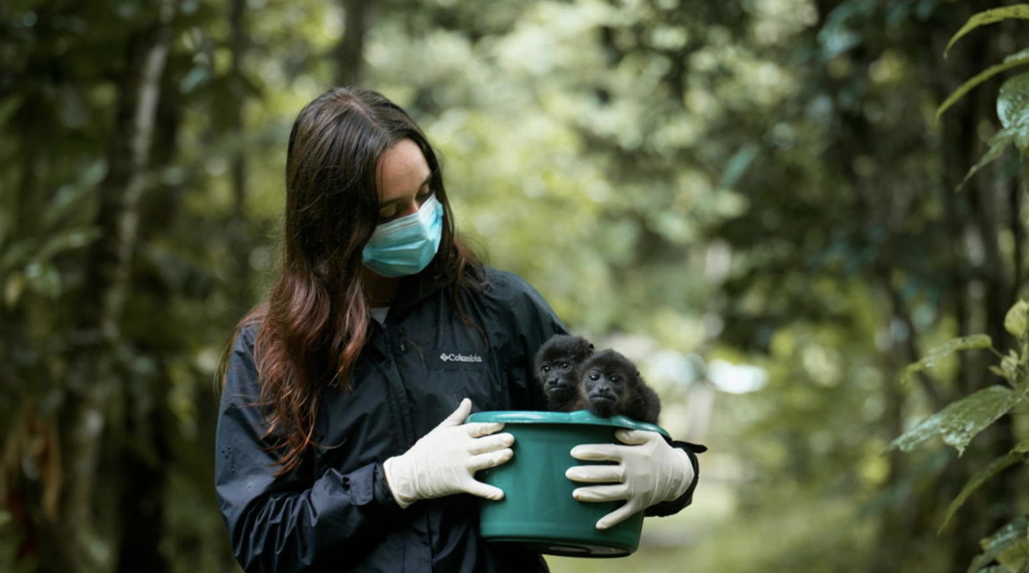 Launching Saving Howler Monkeys Together: A Campaign to Save Injured ...