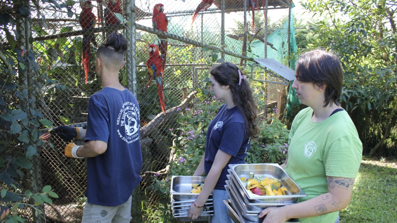 Join the Change: Volunteer Now! - Toucan Rescue Ranch