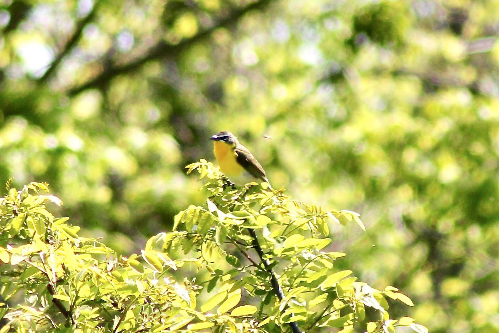Understanding the Marvels and Challenges of Bird Migration - Toucan ...