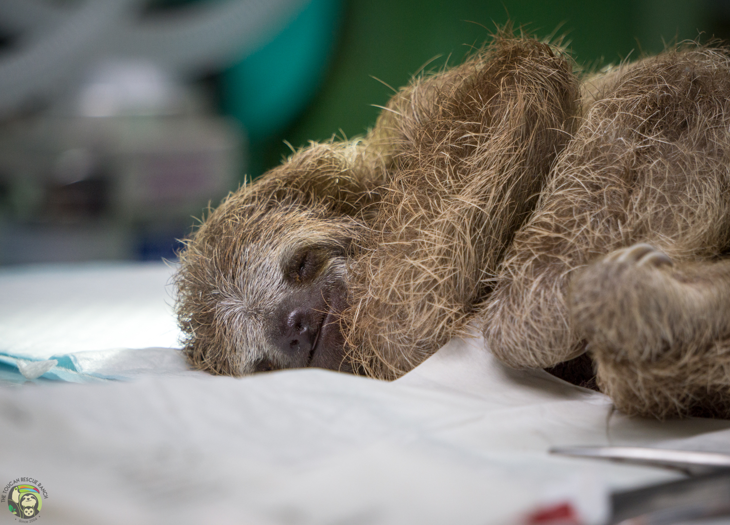 Saving Sloths Together - Toucan Rescue Ranch