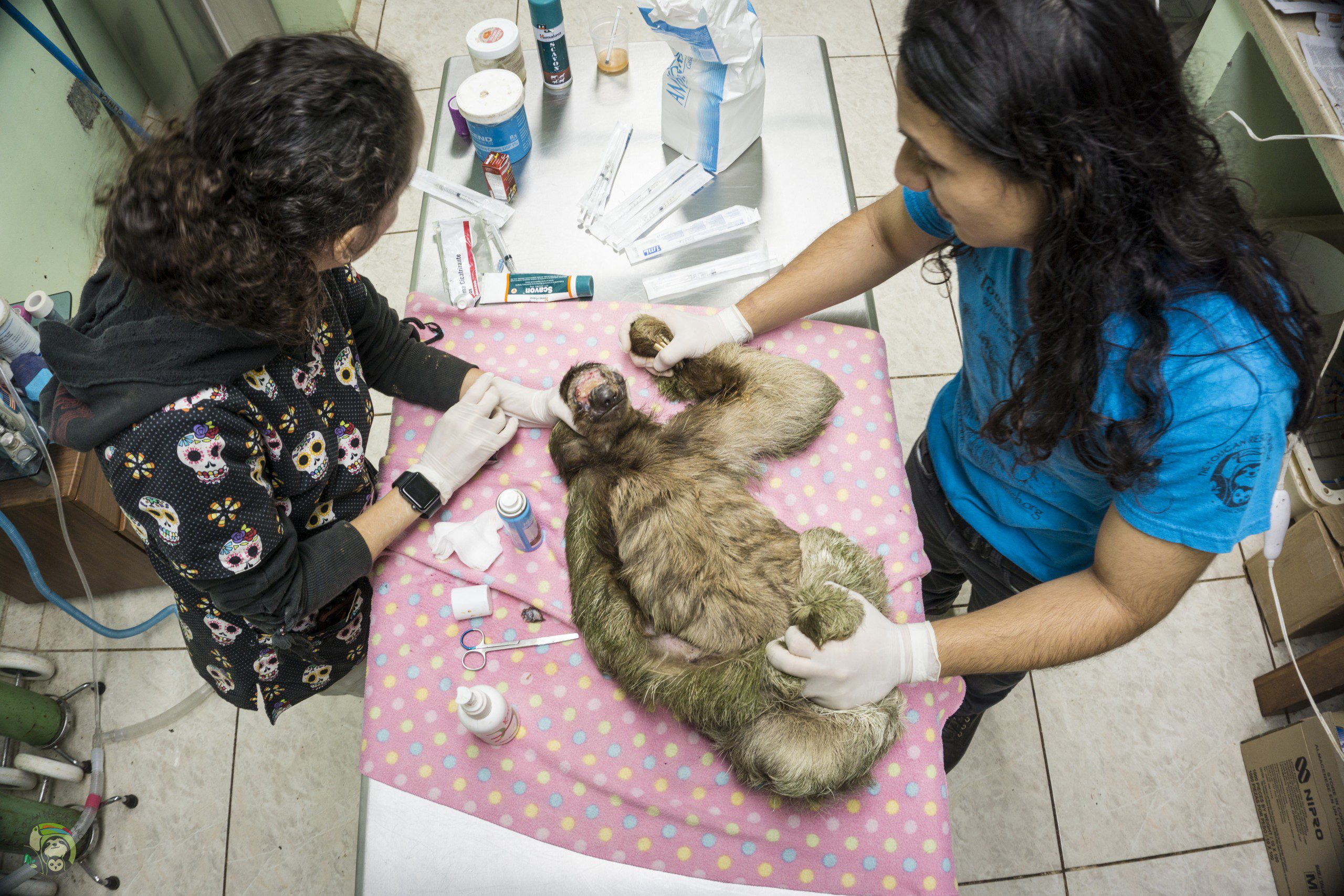 Wildlife Veterinary Internship - Toucan Rescue Ranch