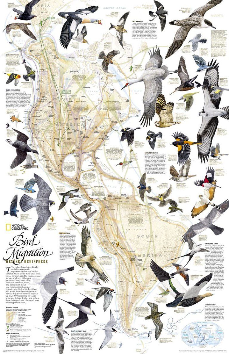 Understanding the Marvels and Challenges of Bird Migration - Toucan ...