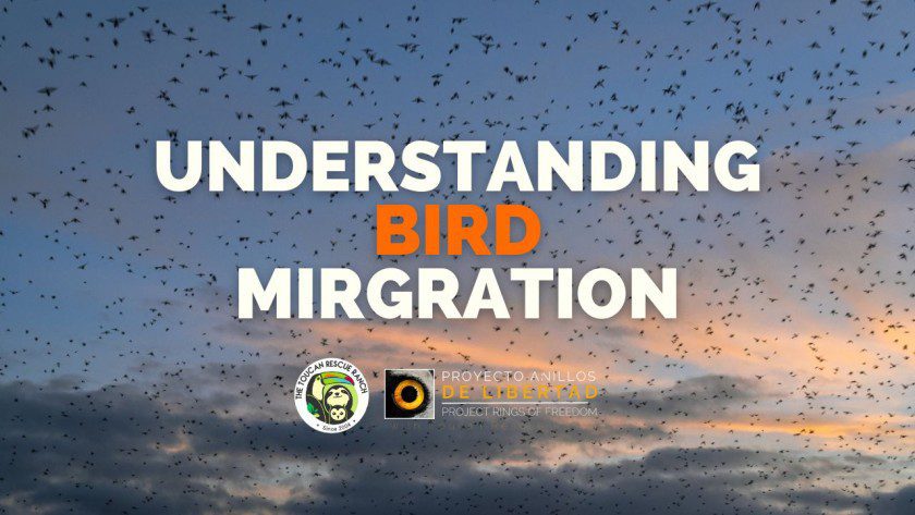 Understanding the Marvels and Challenges of Bird Migration - Toucan ...