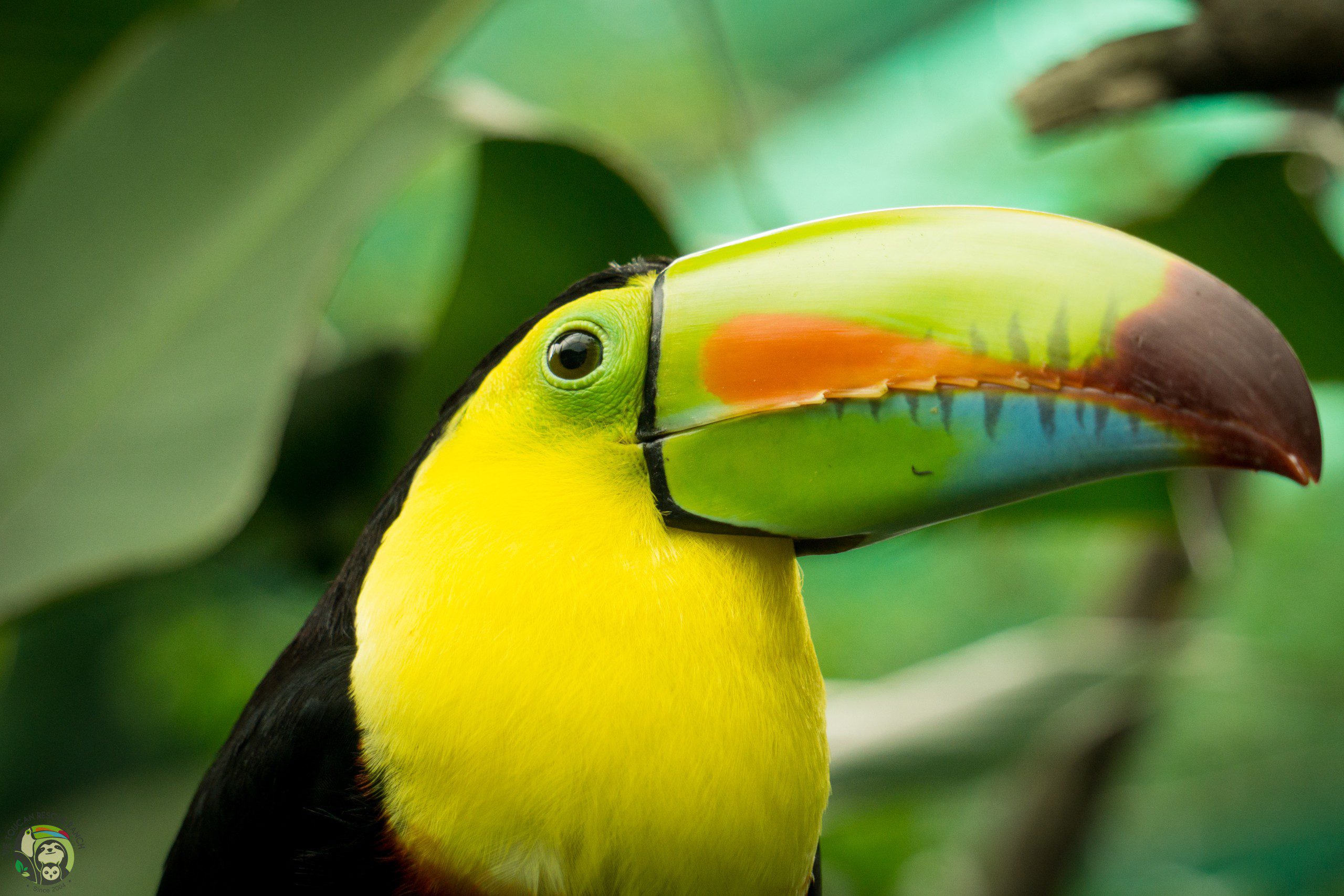 Donate - Toucan Rescue Ranch