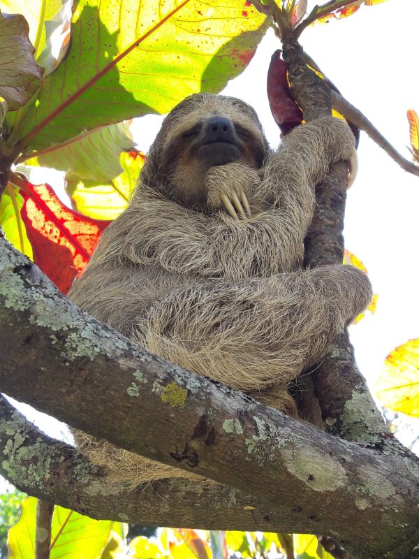 Earning the Title "Sloth Dad" - Toucan Rescue Ranch