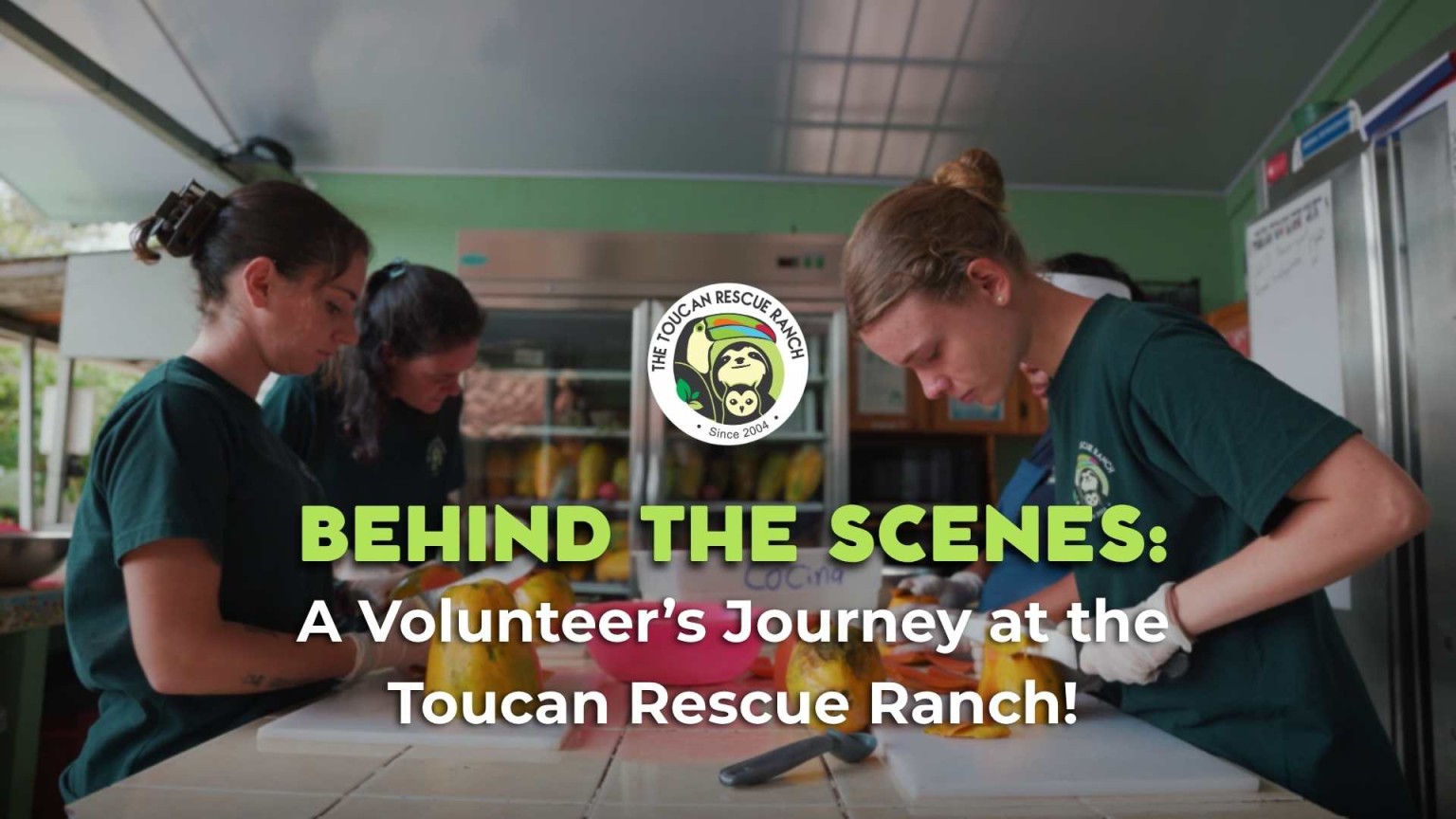 Behind the Scenes: A Volunteer’s Journey at the Toucan Rescue Ranch ...